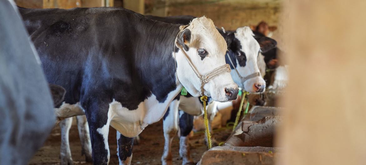 FAO calls for action amid foot-and-mouth disease outbreaks — Global Issues