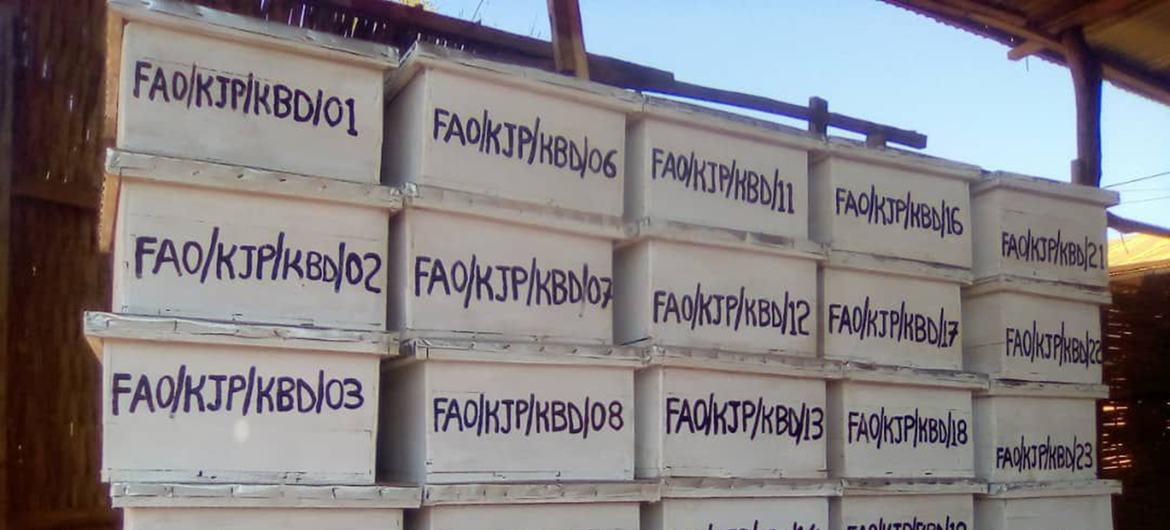 Ufugaji kisasa wa nyuki na manufaa yake Tanzania | Habari za UN