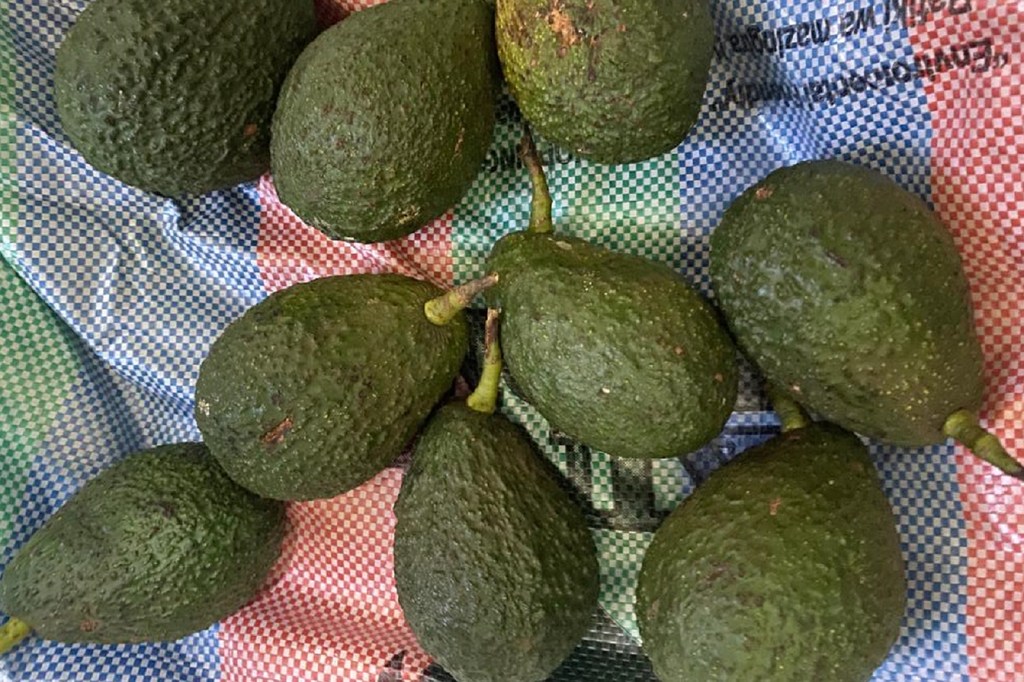 FAO Tanzania na wadau waja na mradi kuboresha zao la parachichi ...