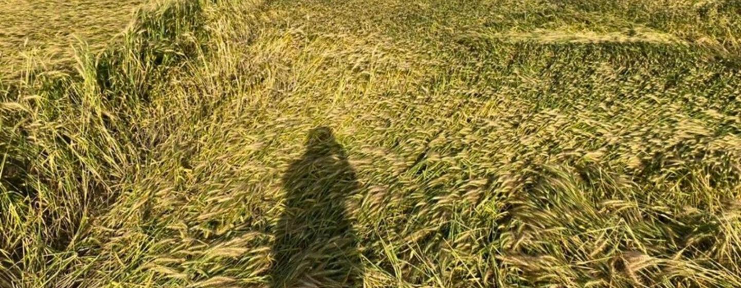 कठिन मौसमी हालात, अडिग किसान: फ़सल बीमा और टैक्नॉलॉजी से मिला सहारा ...