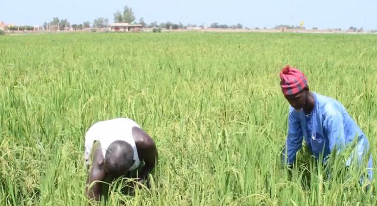 Raia wa Mali wanaoishi ughaibuni waonesha mfano bora wa kuwekeza ...