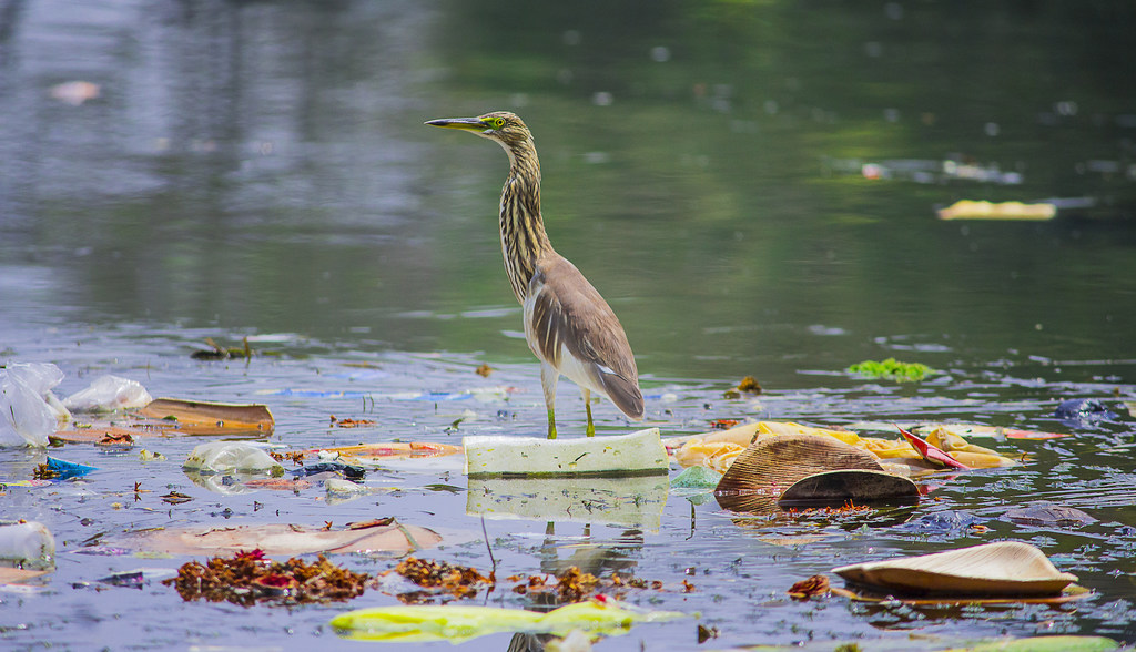World Environment Day: UN sounds alarm on plastic pollution crisis ...