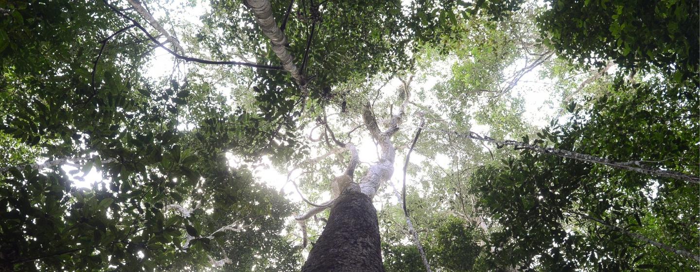Especial: Vozes que ecoam da floresta | ONU News