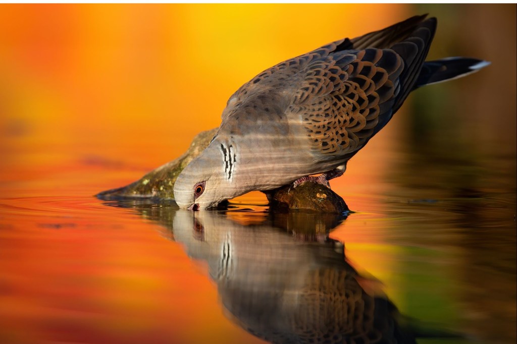 Siku ya Kimataifa ya Ndege Wanaohama yaangazia umuhimu wa maji | Habari ...