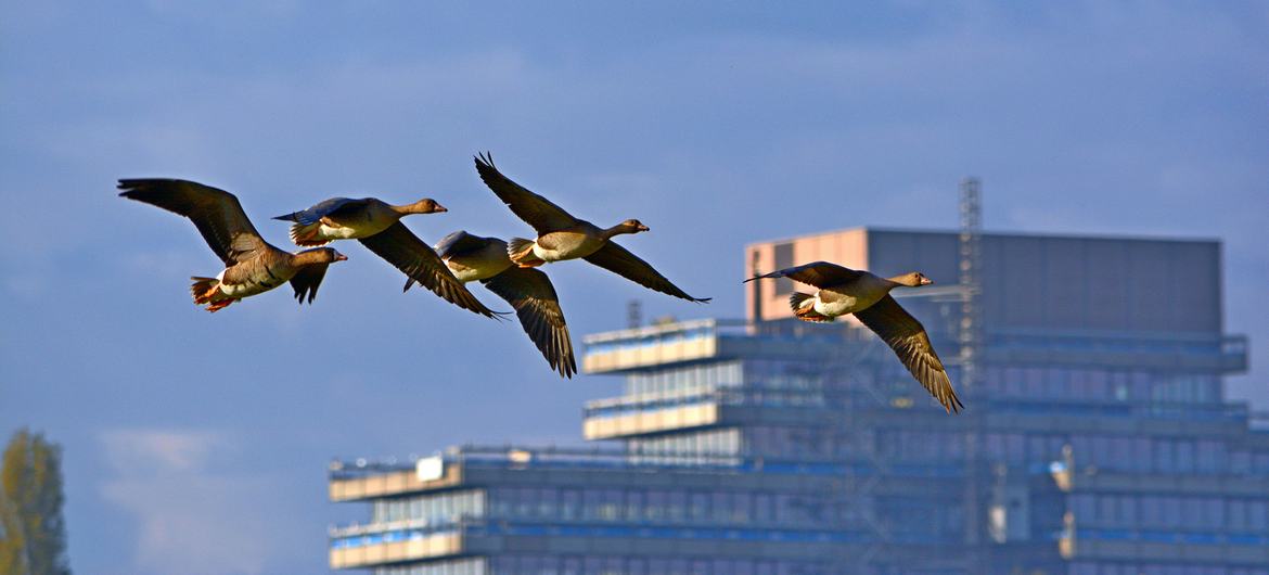Dia Mundial das Aves Migratórias promove cooperação para conservar ...
