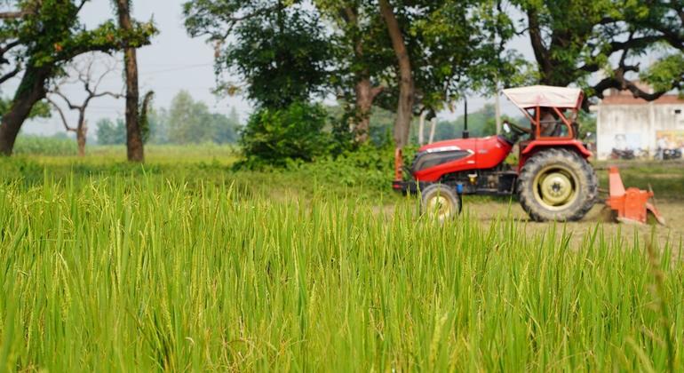 भारत: AI के नुस्ख़ों से किसानों का काम निपुण व किफ़ायती | India: UP ...