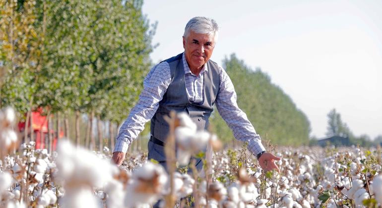 День хлопка: в производстве «белого золота» в Центральной Азии ...