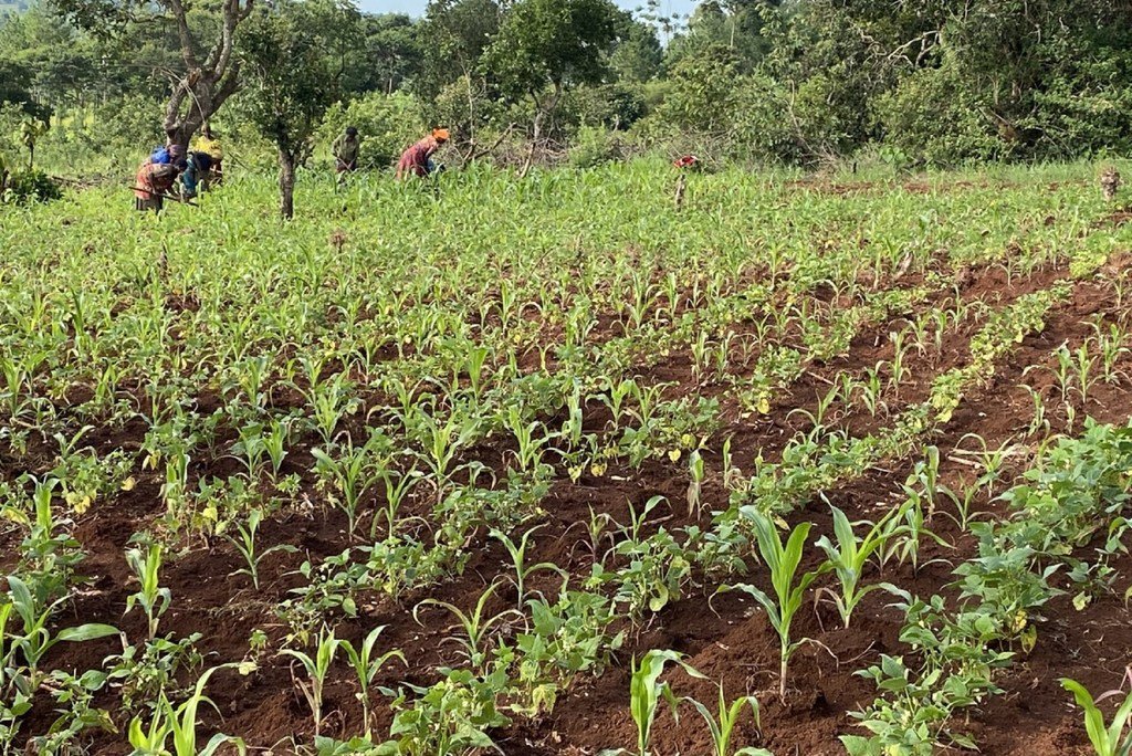 Serikali ya Tanzania, FAO na wadau waandaa mwongozo wa kuimarisha ...