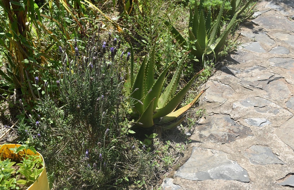 Mmea wa shubiri waleta tumaini jipya na kuwapa wanawake sauti katika ...