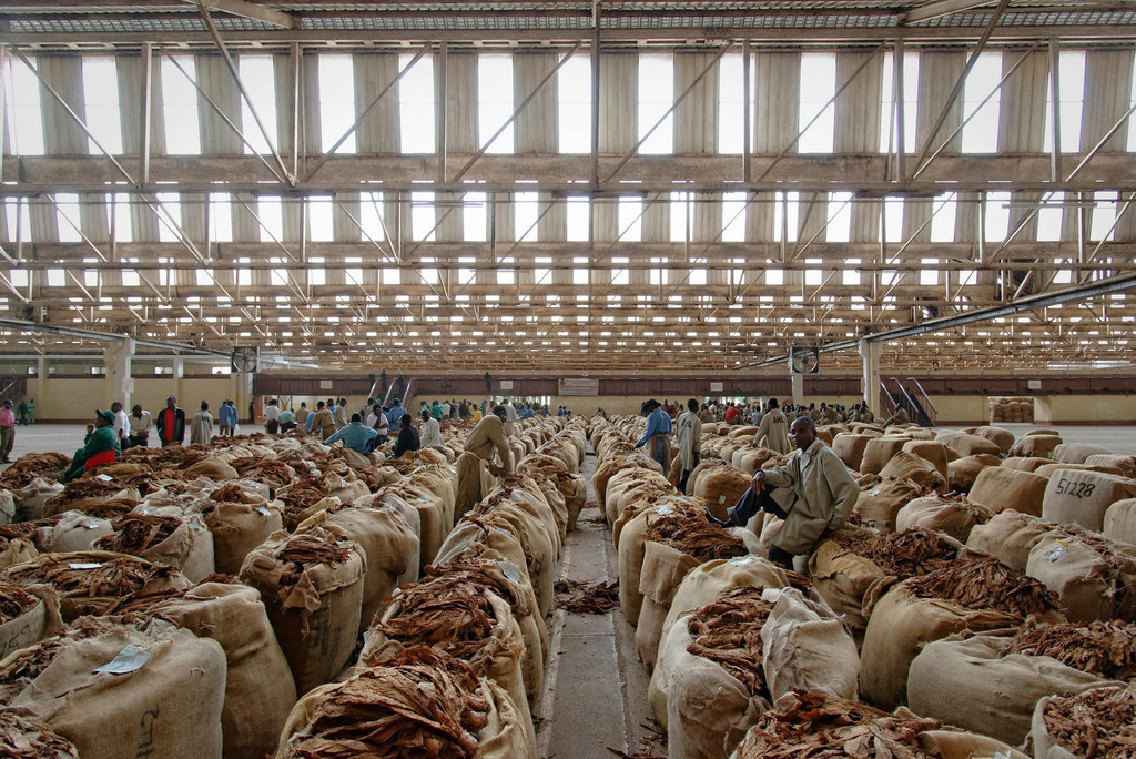 Stop tobacco farming, grow food instead, says WHO | The United Nations ...