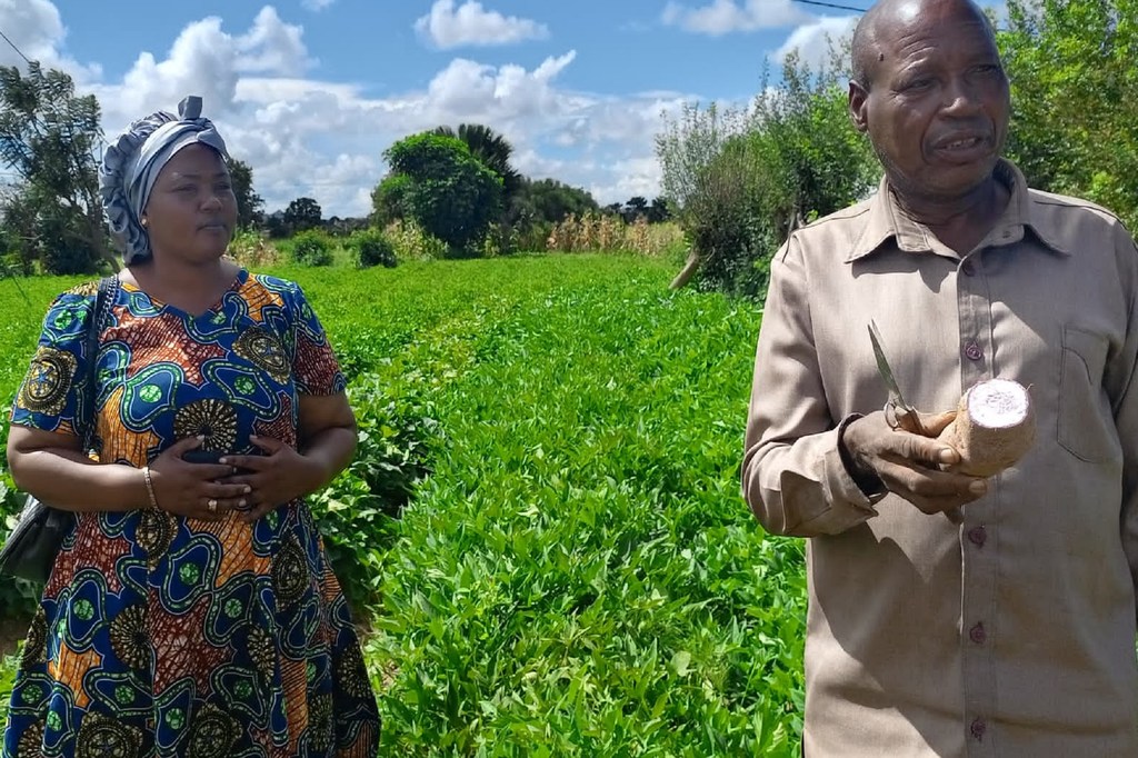 Wakulima Tanzania wazidi kunufaika na viazi lishe, shukrani kwa FAO ...