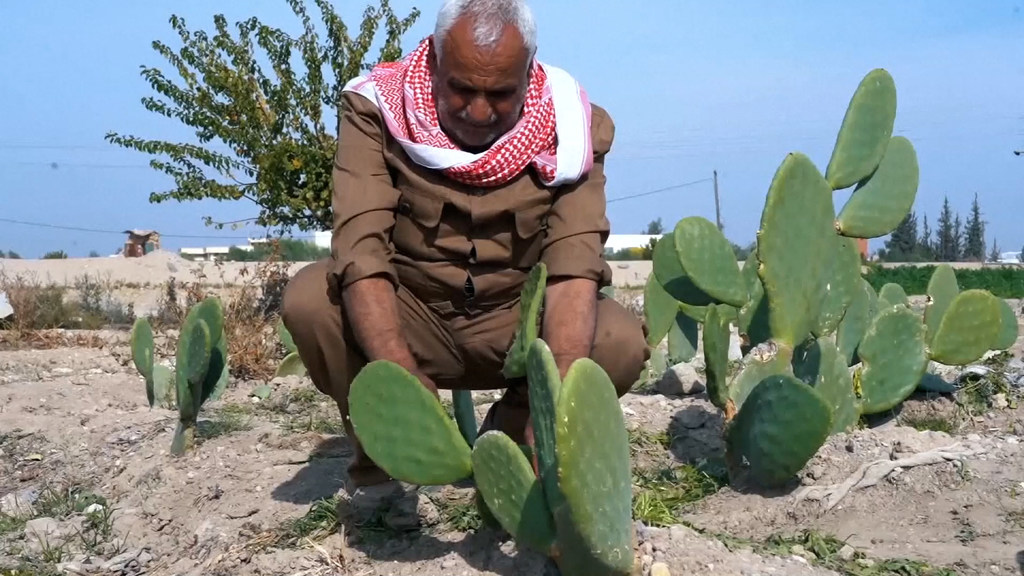 Syria: Dungusikakati ni mkombozi kwa wafugaji na mazingira - FAO ...