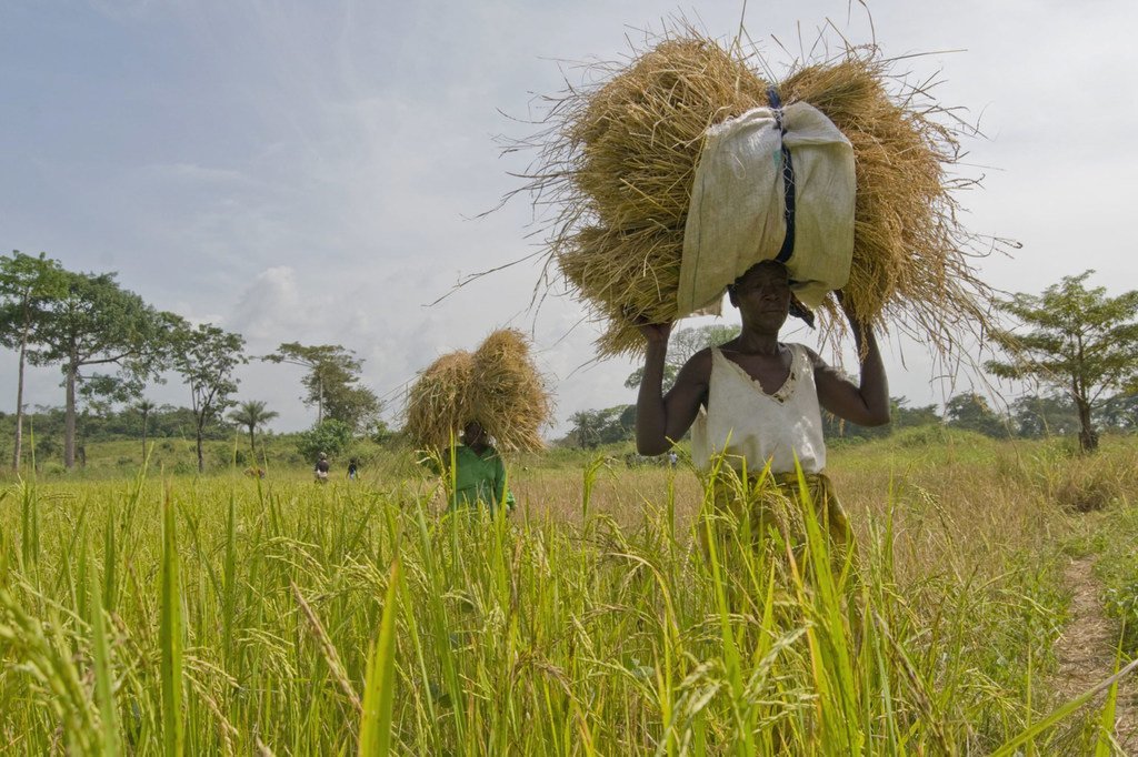 Wakulima wadogo wazalisha theluthi moja ya chakula chote duniani ...